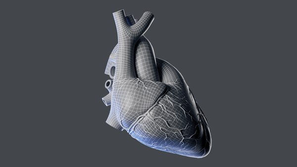 3D Medically accurate lateral cross-section of the Human Heart model ...