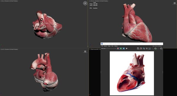 3D Medically accurate lateral cross-section of the Human Heart model ...