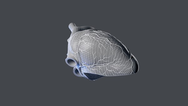 Medically accurate lateral cross-section of the Human Heart Modelo 3D ...