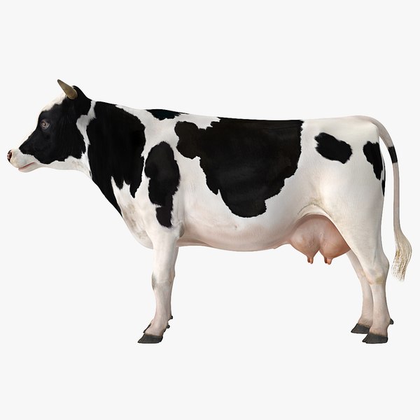Cow 3D Models for Download | TurboSquid