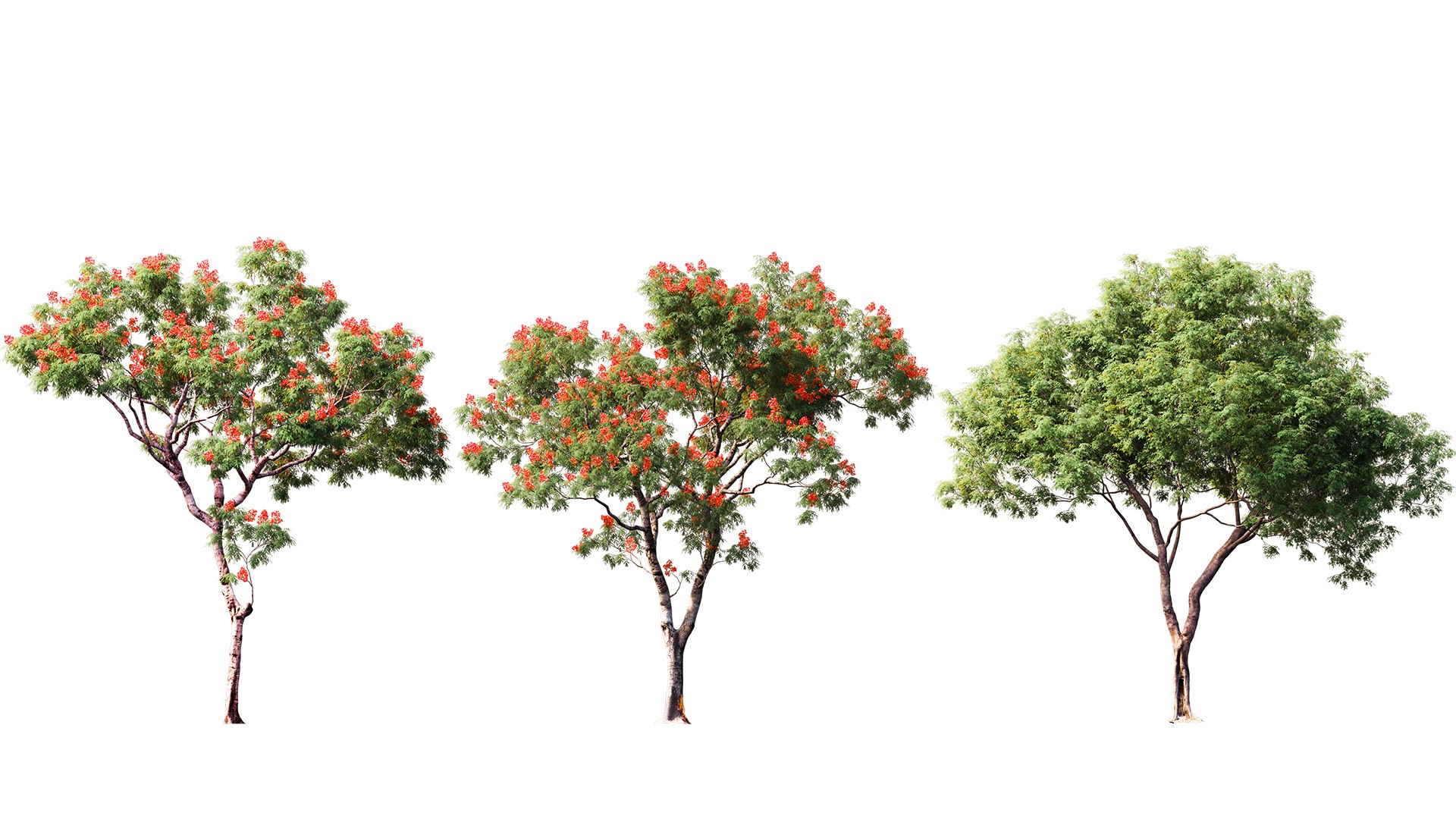 Dolonix Regia 3D Model - TurboSquid 1778415