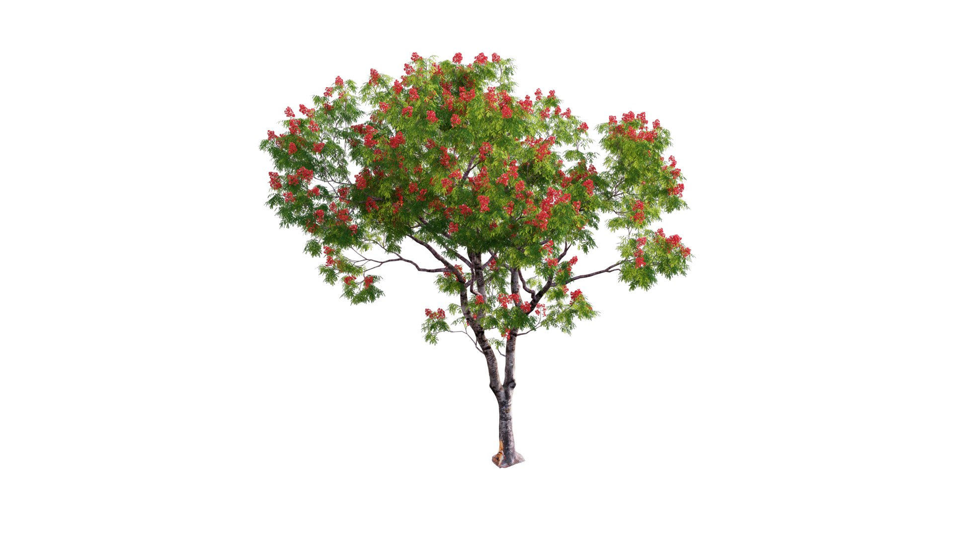 Dolonix Regia 3D Model - TurboSquid 1778415