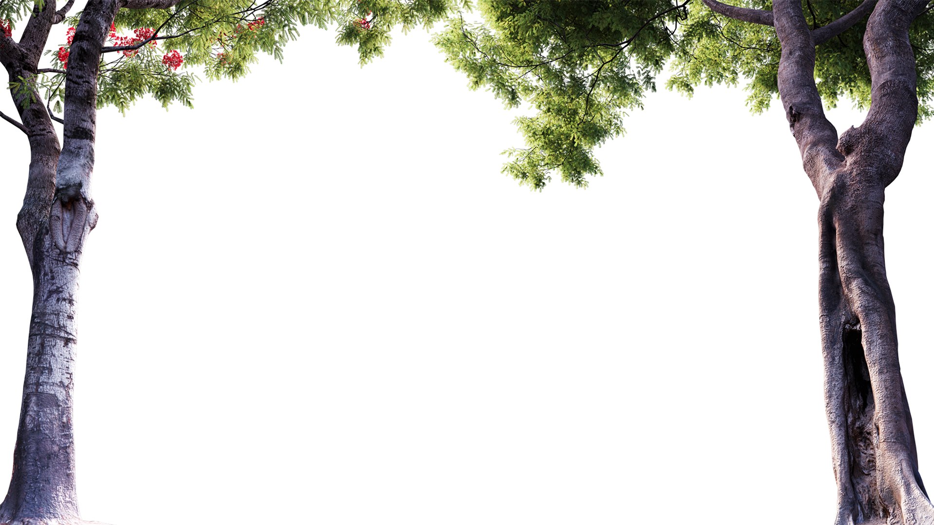 Dolonix Regia 3D Model - TurboSquid 1778415