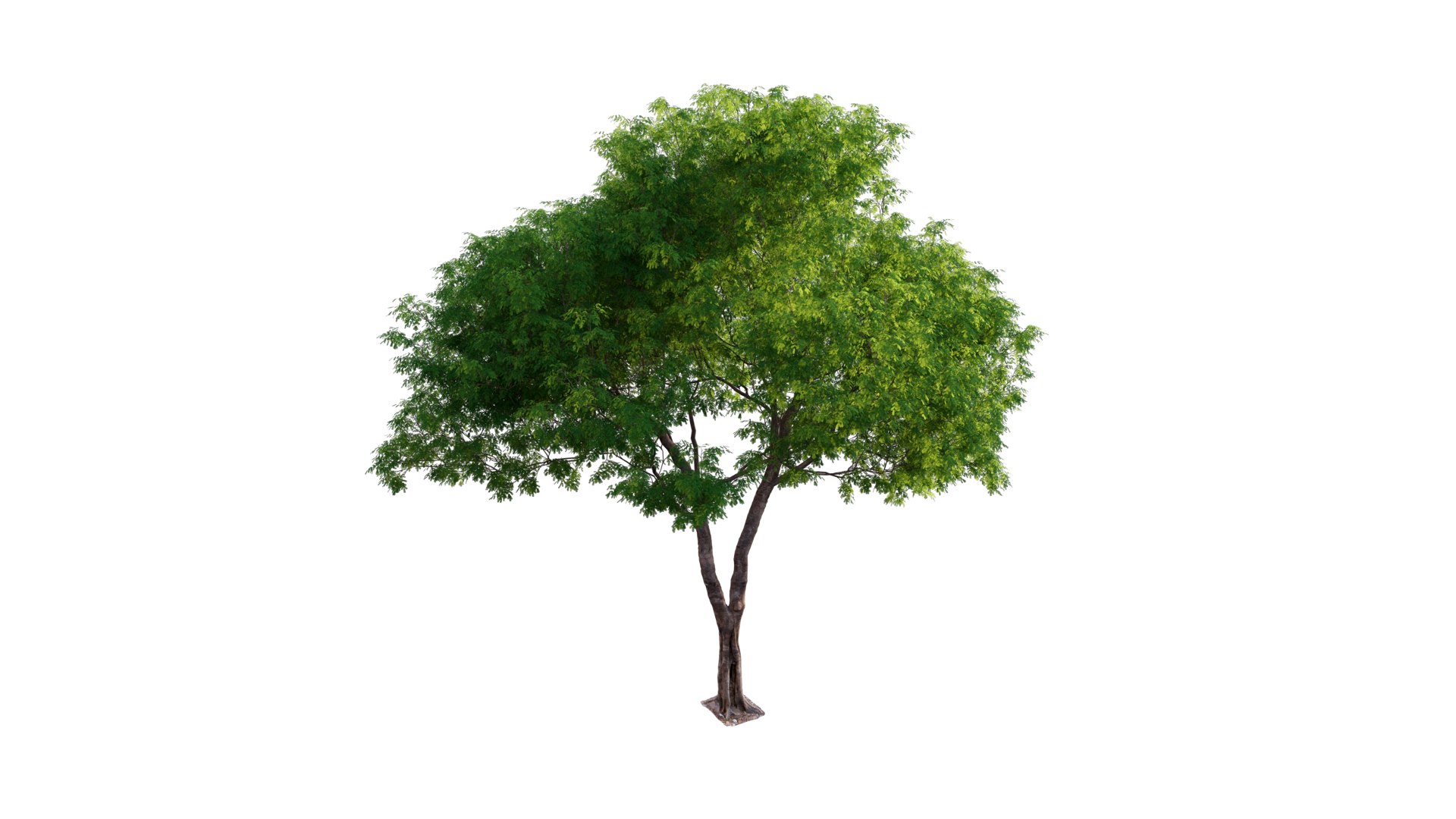 Dolonix Regia 3D Model - TurboSquid 1778415