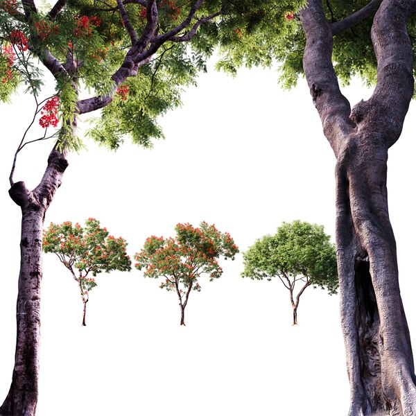 Dolonix regia - Royal Poinciana 02 3D model - TurboSquid 1808258