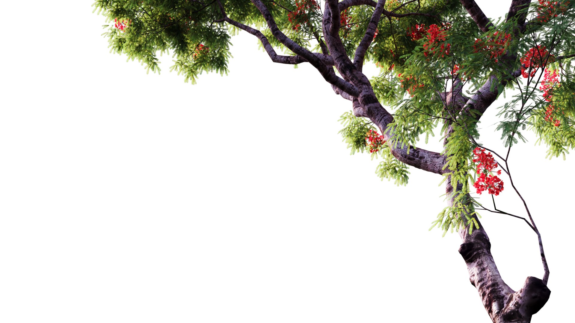 Dolonix Regia 3D Model - TurboSquid 1778415