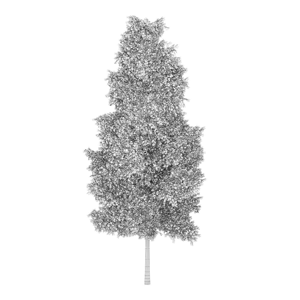 3d model poplar populus