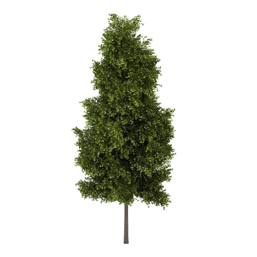 3d model poplar populus