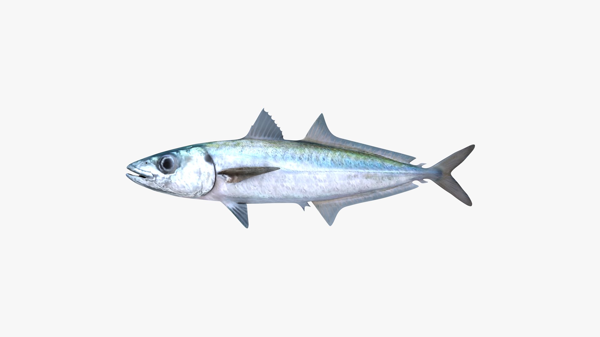 3D Mackerel Scad Model - TurboSquid 2346385