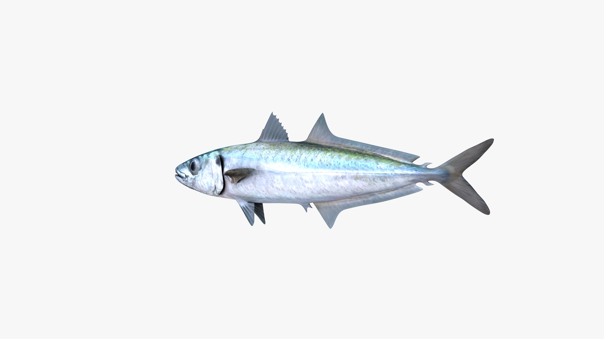 3D Mackerel Scad Model - TurboSquid 2346385