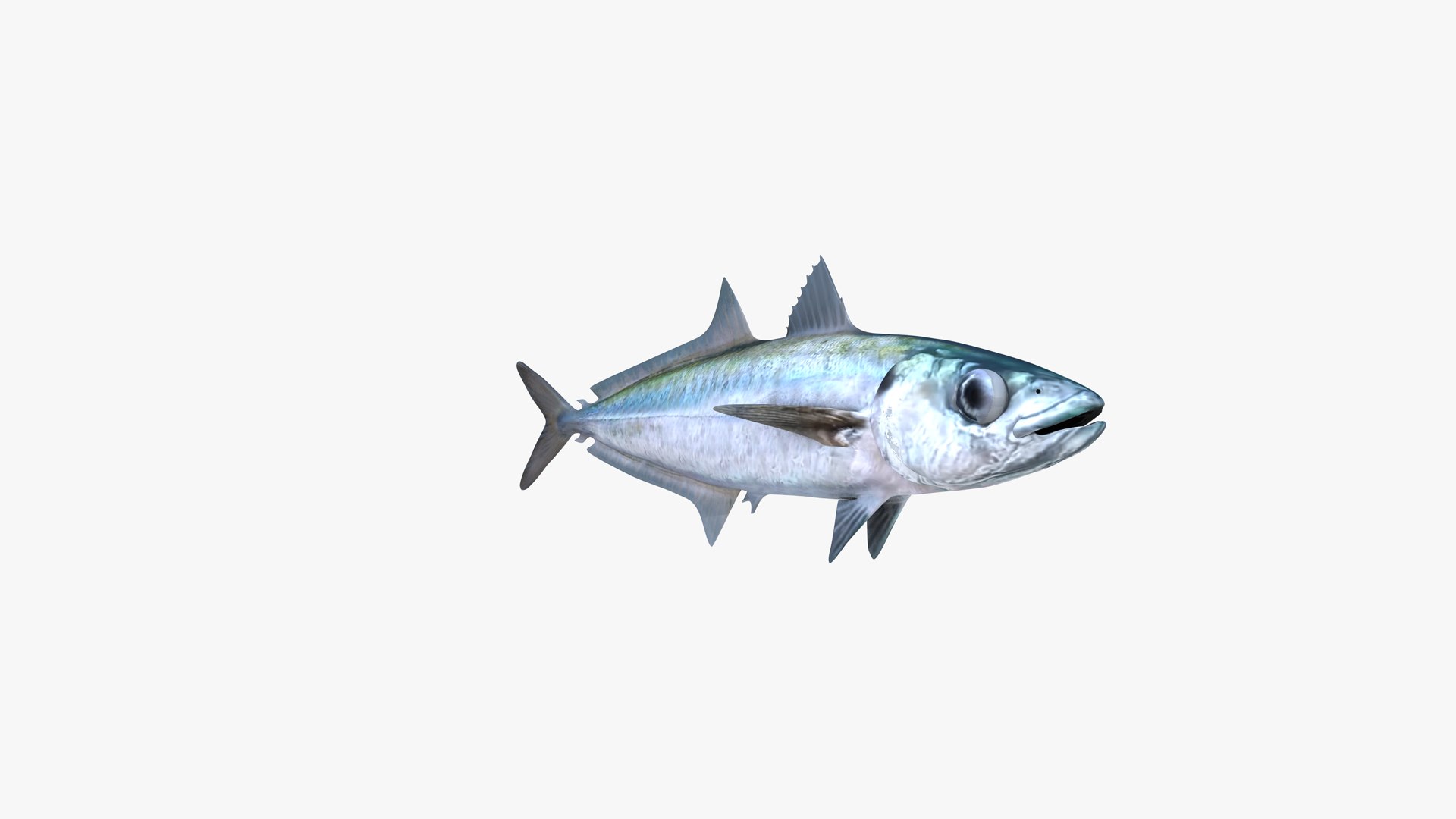 3D Mackerel Scad Model - TurboSquid 2346385