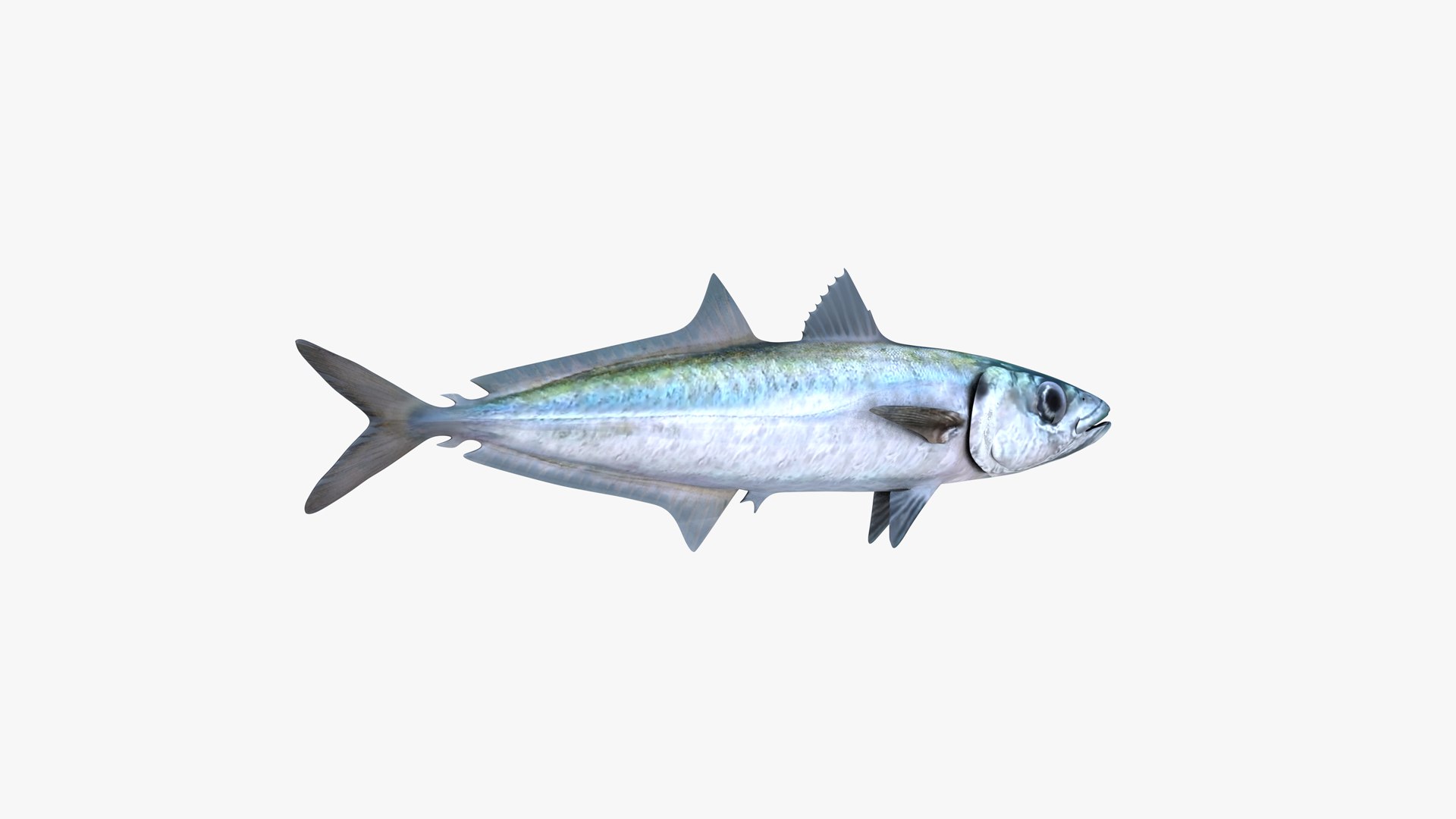 3D Mackerel Scad Model - TurboSquid 2346385