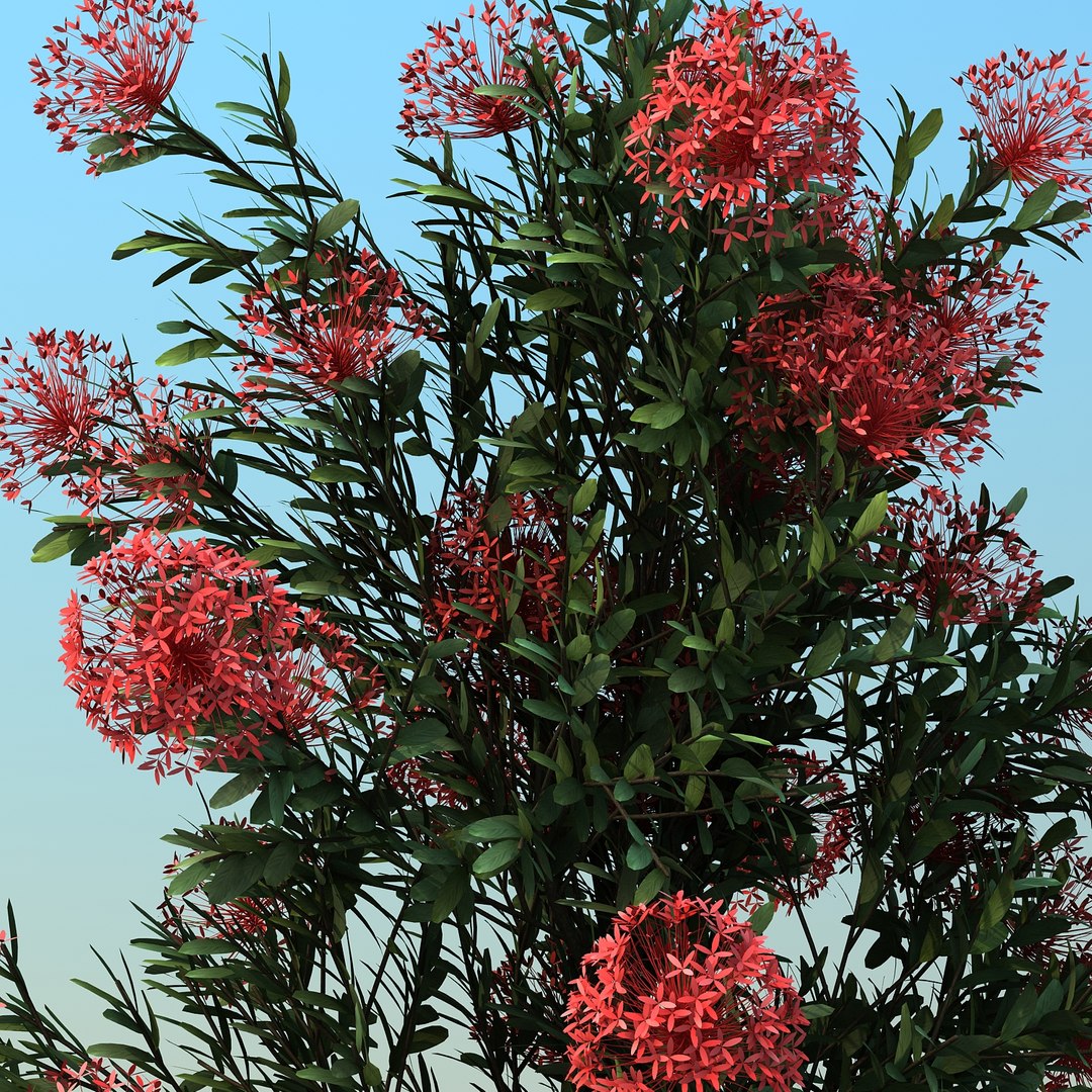 3d 2 Tree Scatter Model