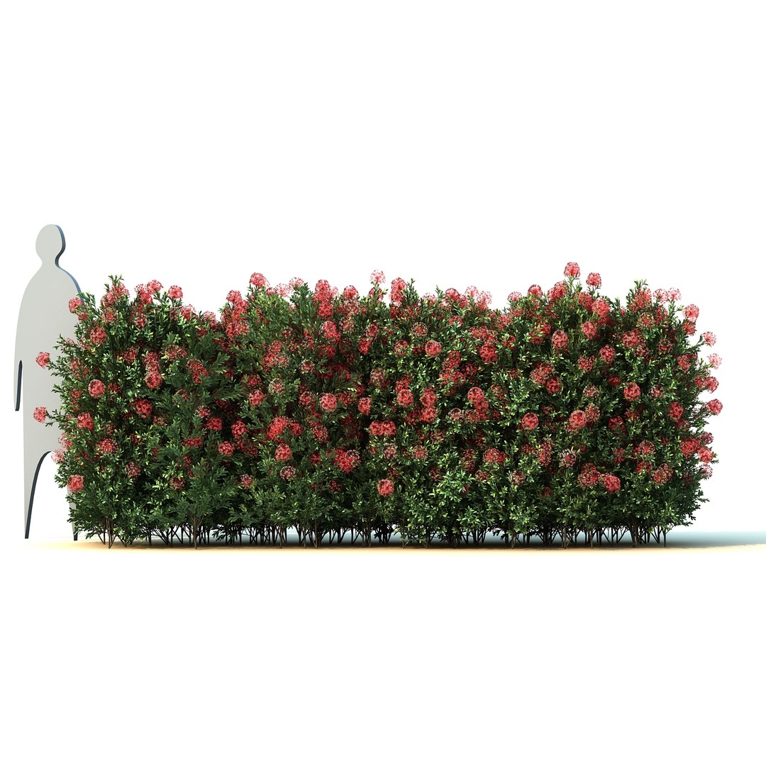 3d 2 Tree Scatter Model