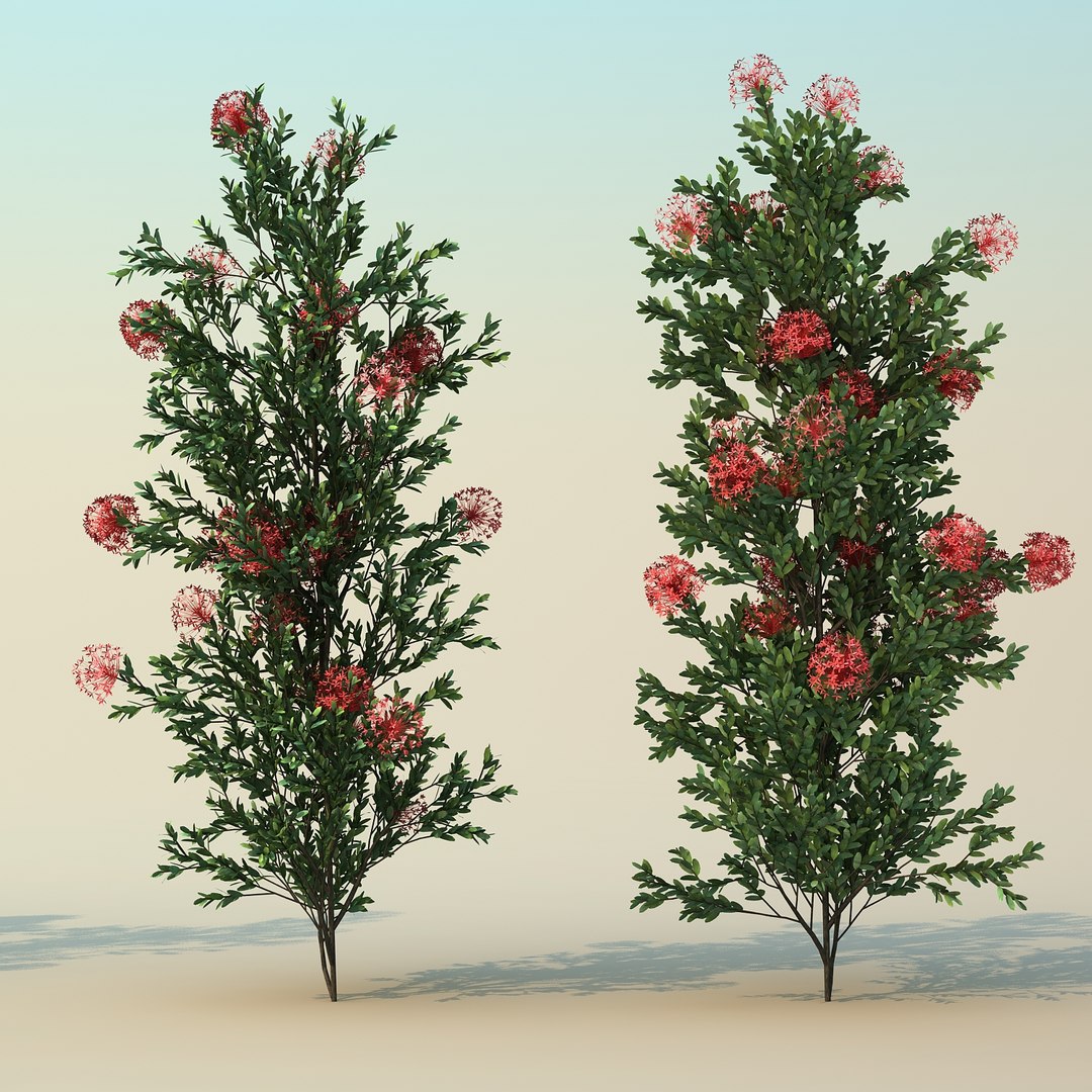 3d 2 Tree Scatter Model
