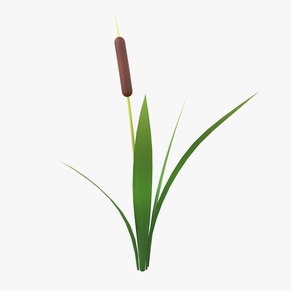 Cartoon Cattail 013D模型 - TurboSquid 1936178