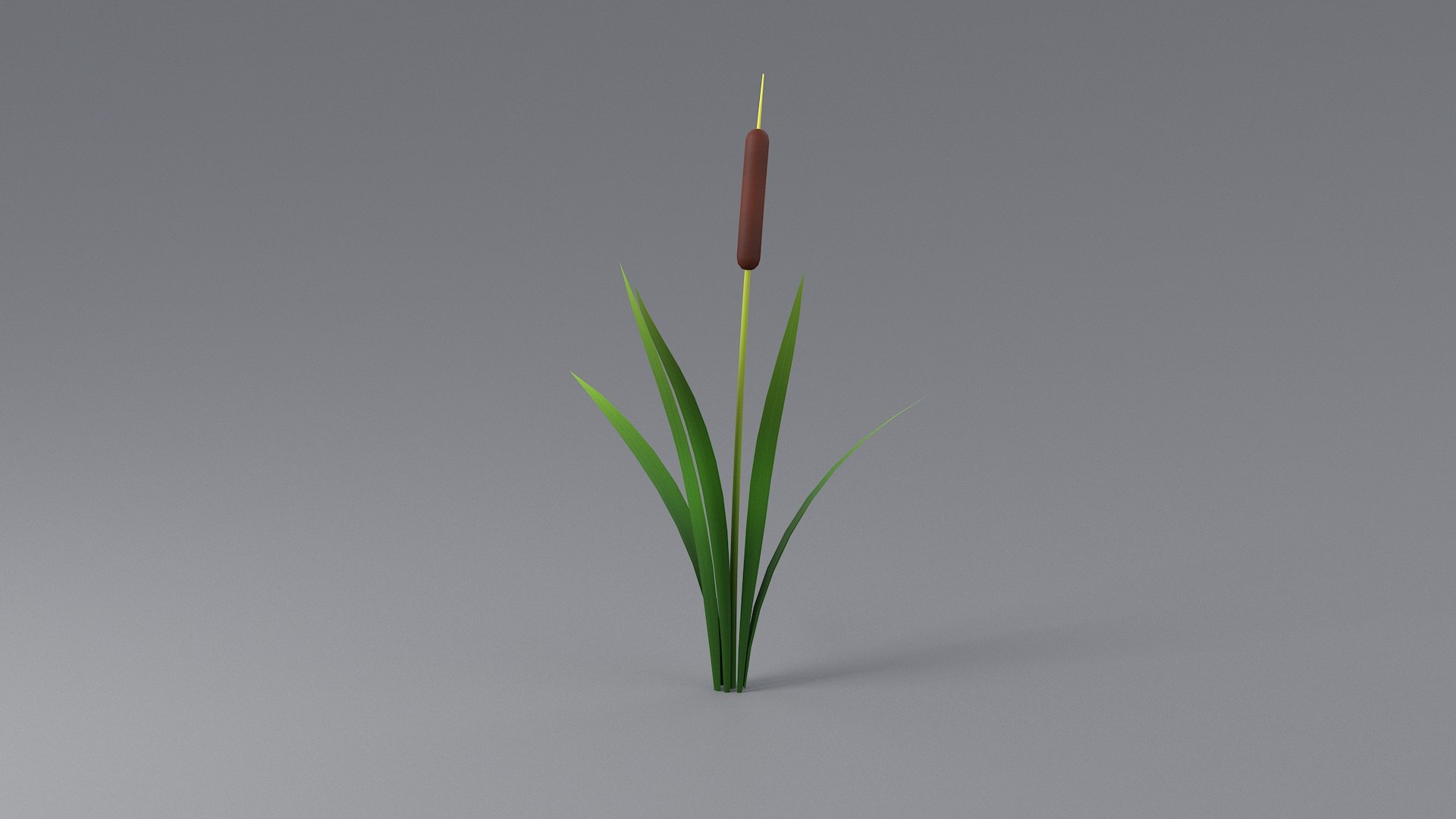 Cartoon Cattail 01 Model - TurboSquid 1936178