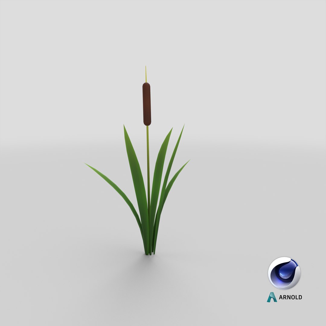 Cartoon Cattail 01 Model - TurboSquid 1936178