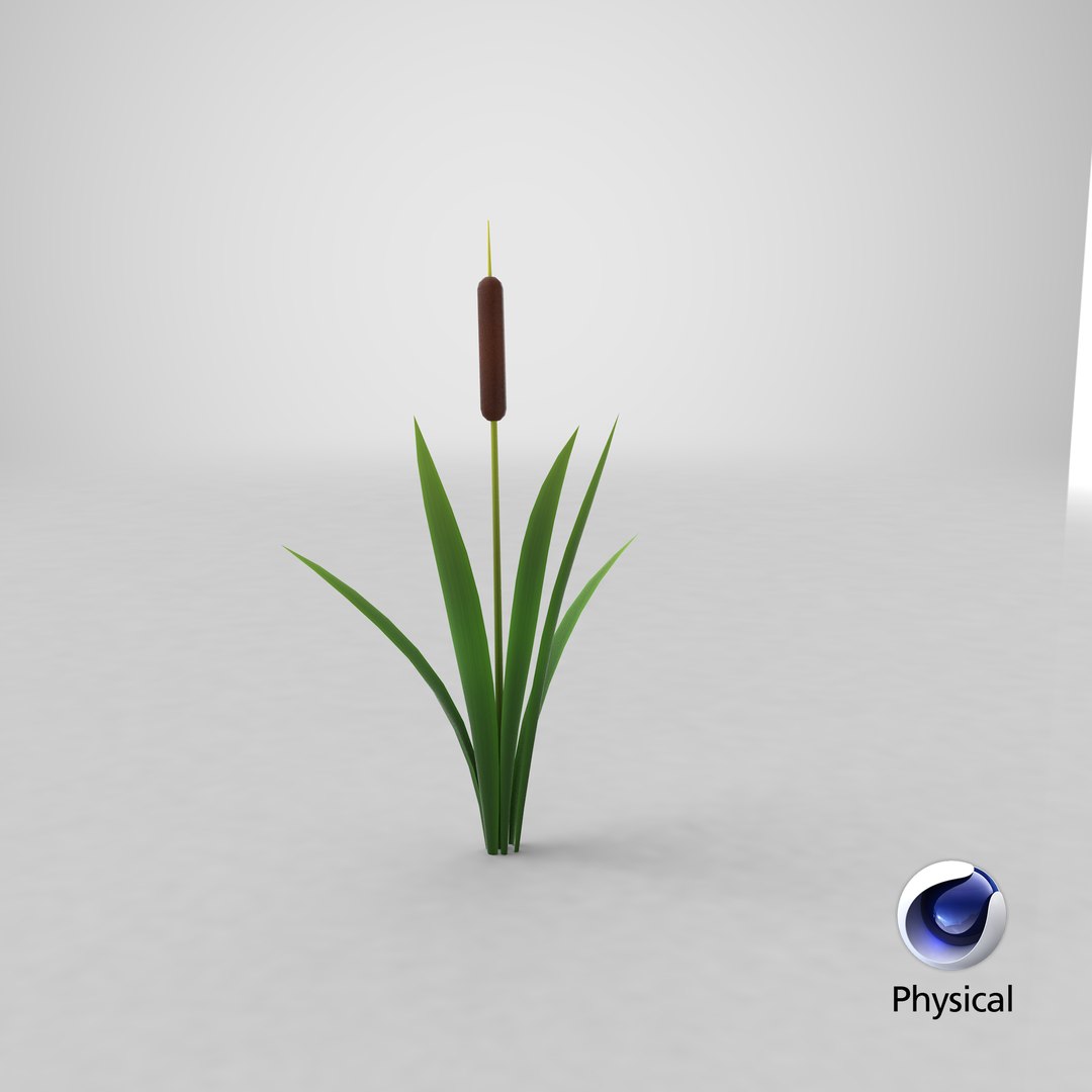 Cartoon Cattail 01 Model - TurboSquid 1936178