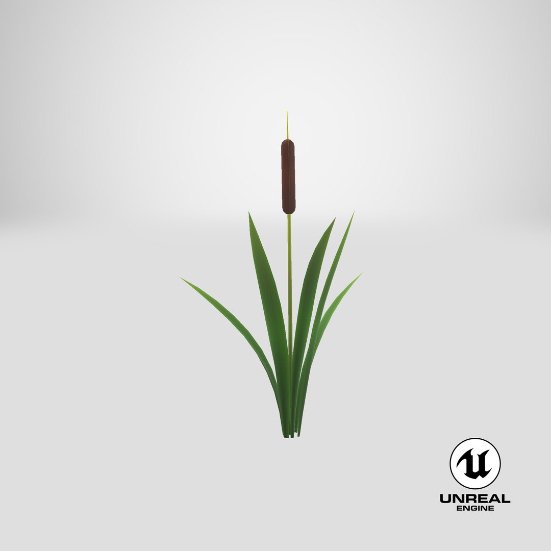Cartoon Cattail 01 Model - TurboSquid 1936178