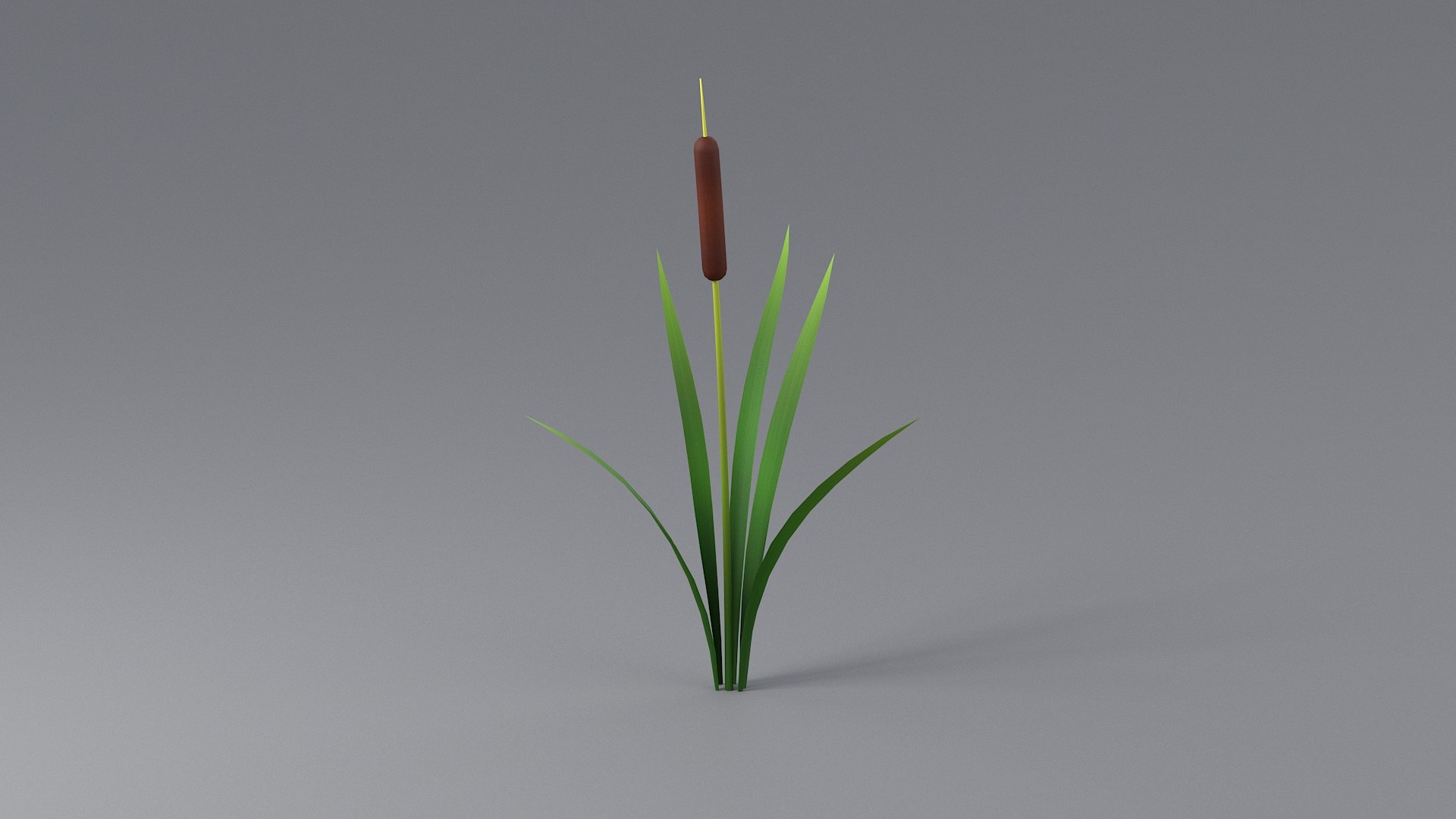 Cartoon Cattail 01 Model - TurboSquid 1936178