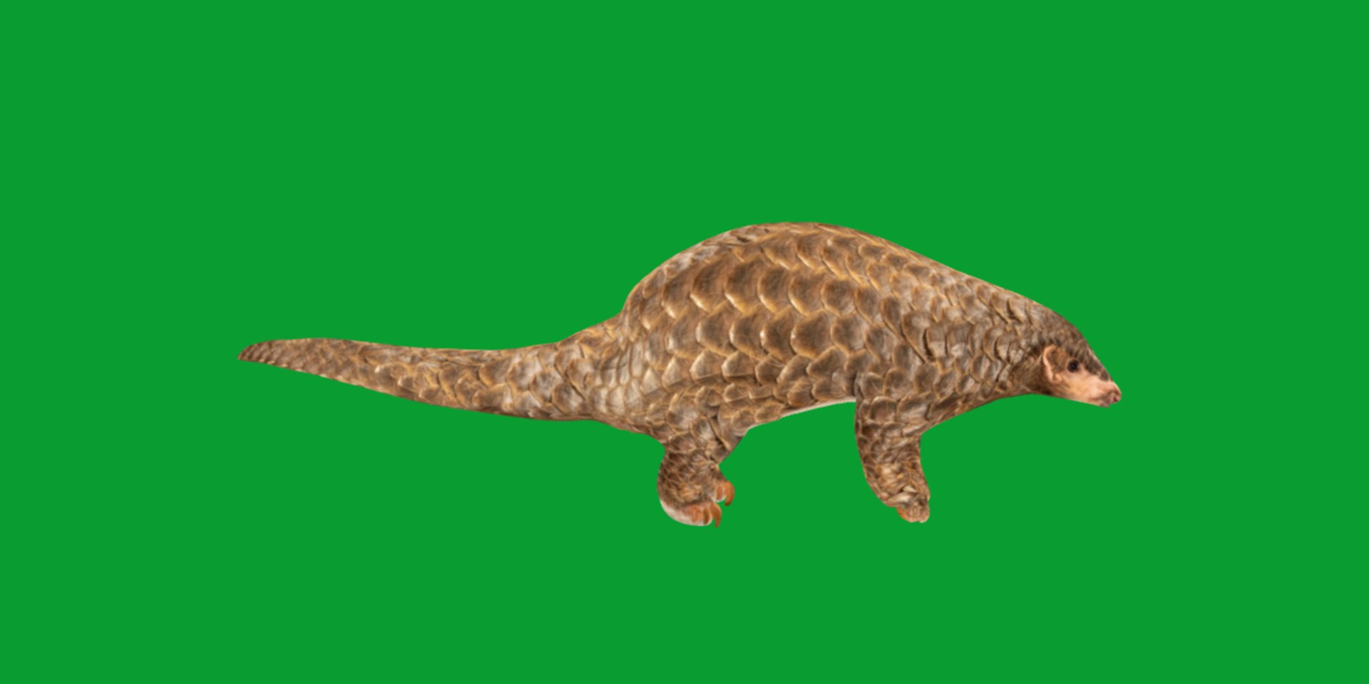 Pangolins 3D Model - TurboSquid 2348690