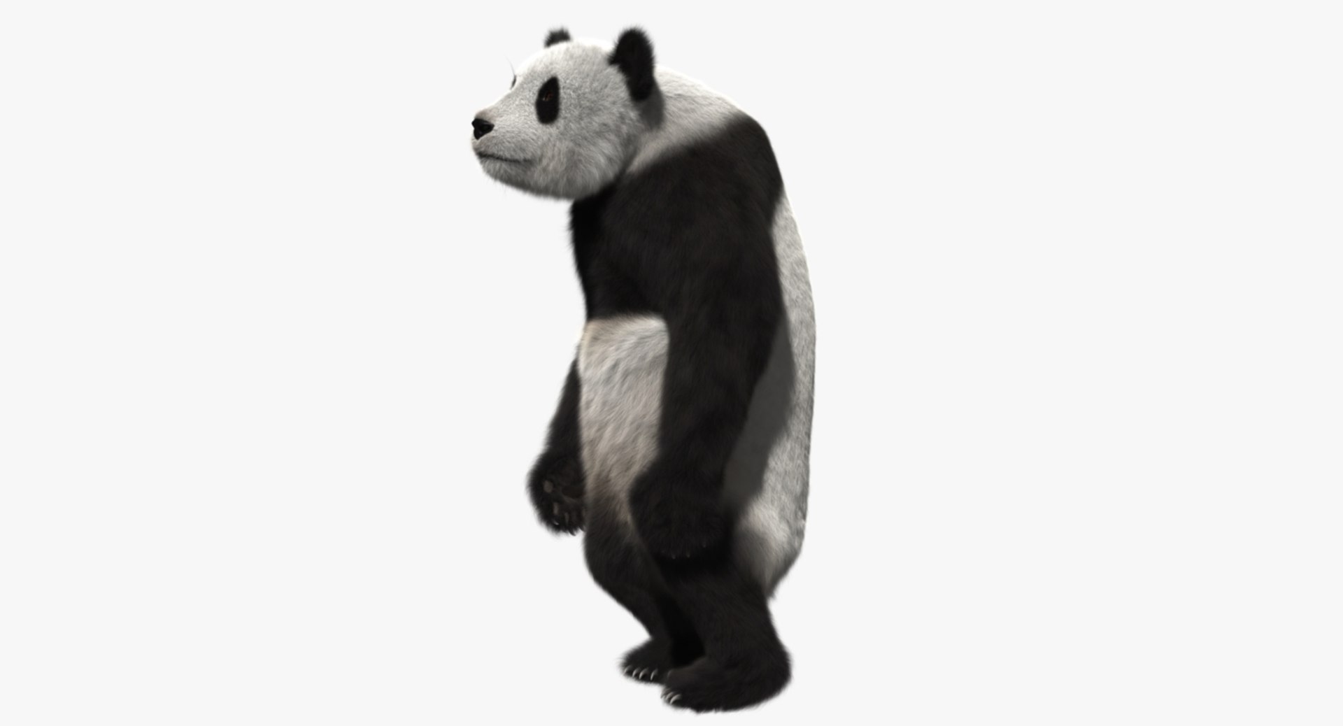 Giant Panda Animation 3d Model