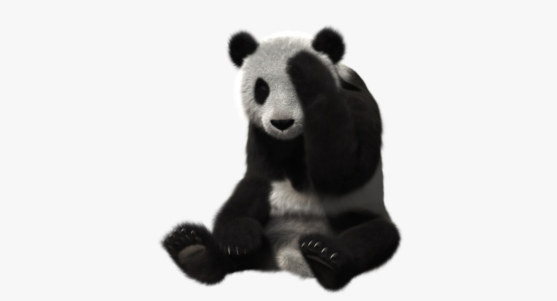 Giant Panda Animation 3d Model