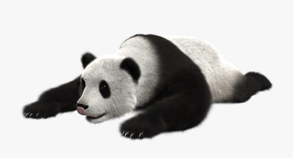 giant panda animation 3d model