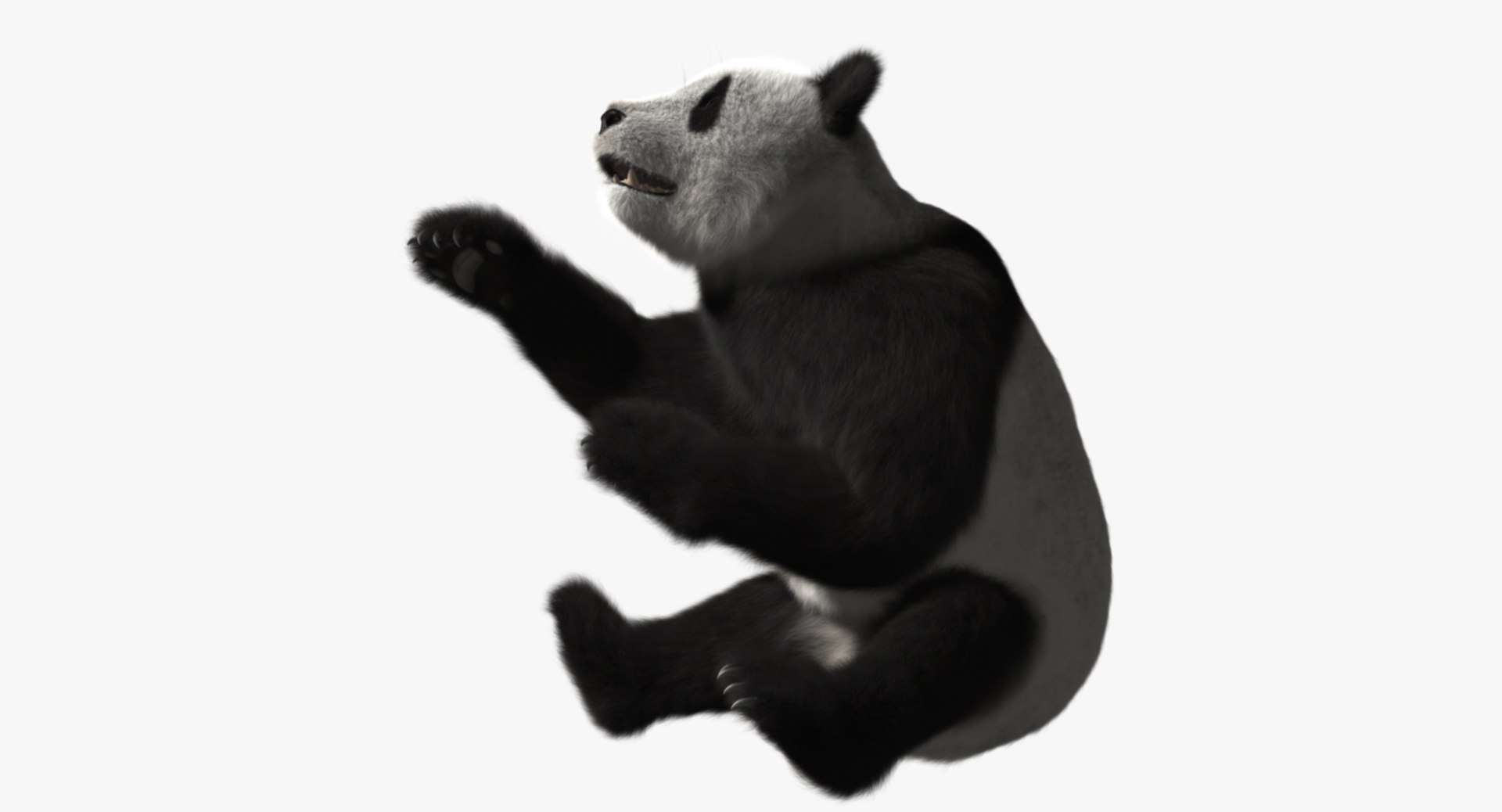 Giant Panda Animation 3d Model