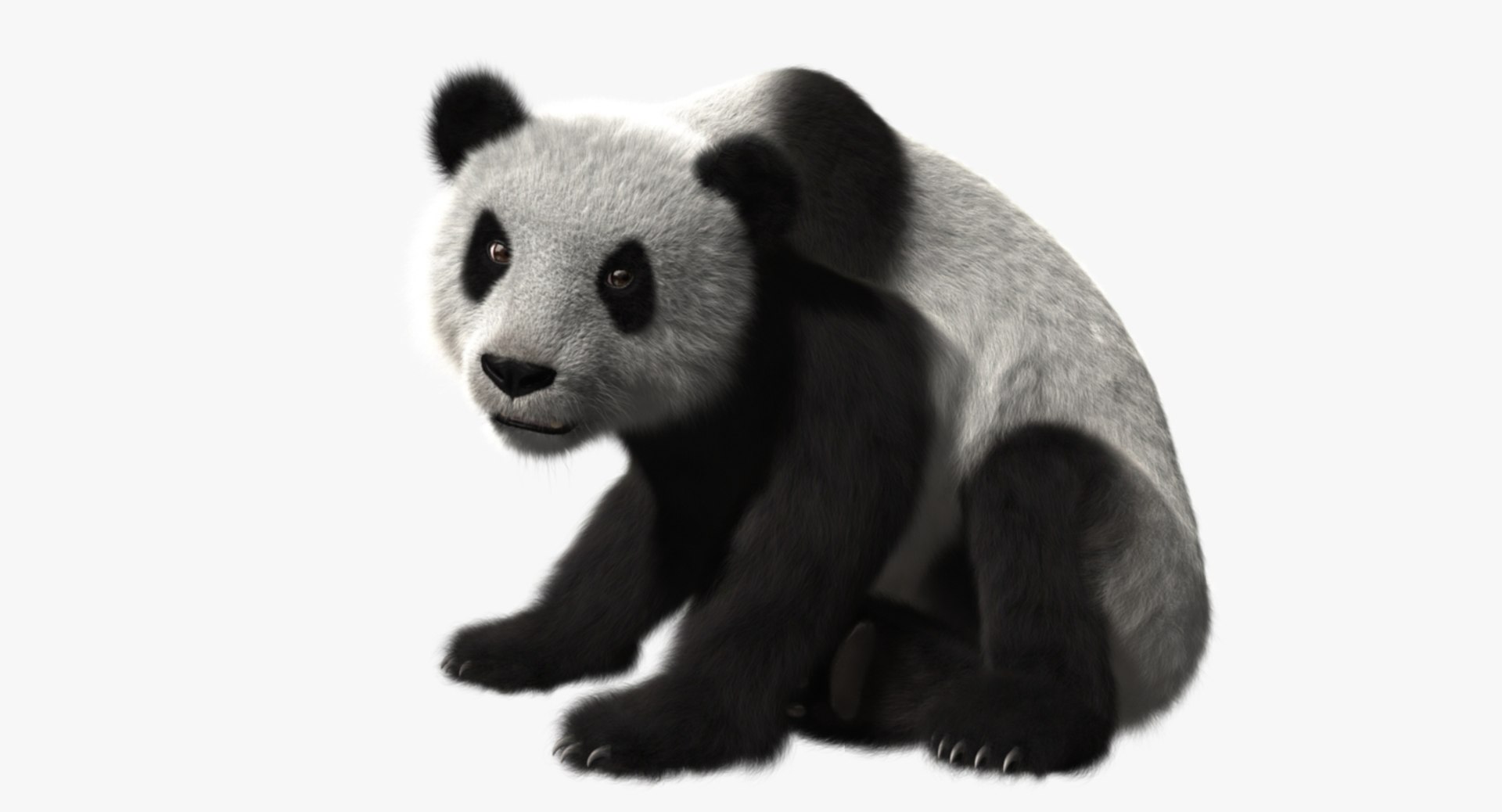 Giant Panda Animation 3d Model