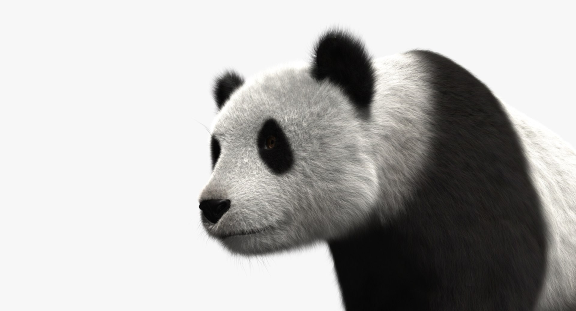 Giant Panda Animation 3d Model