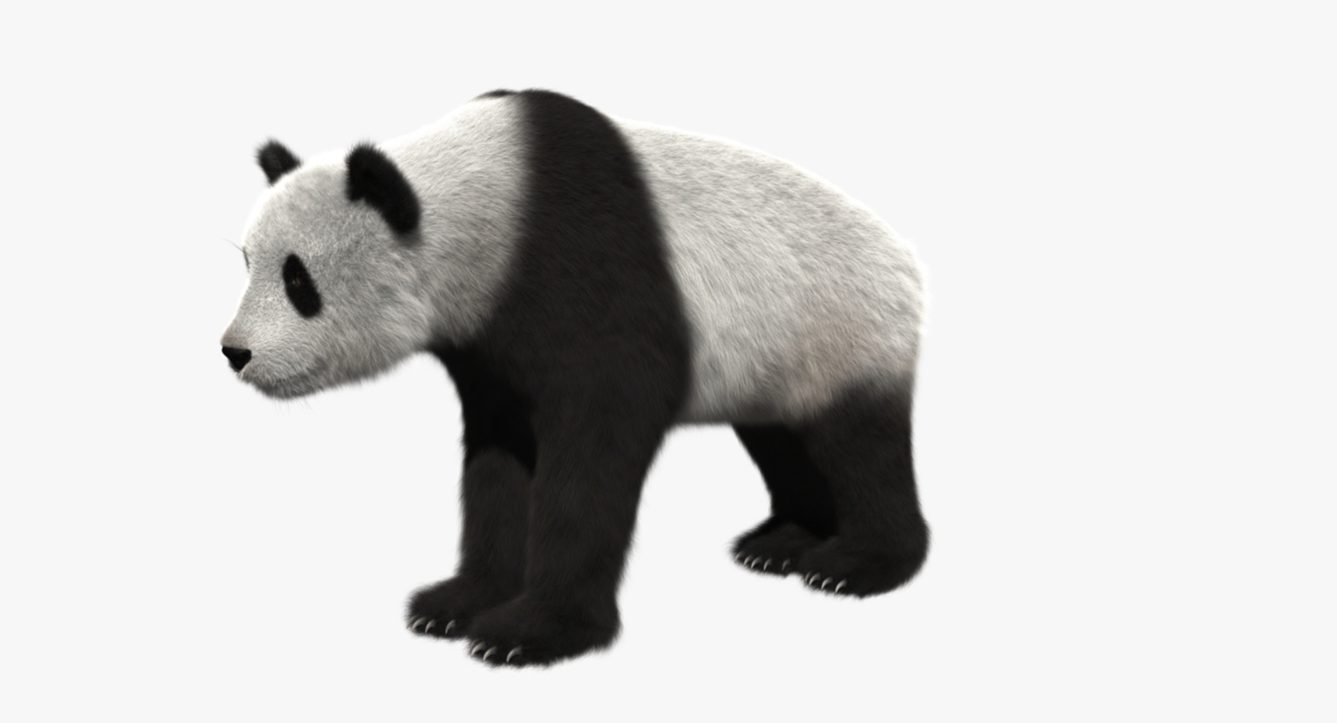 Giant Panda Animation 3d Model