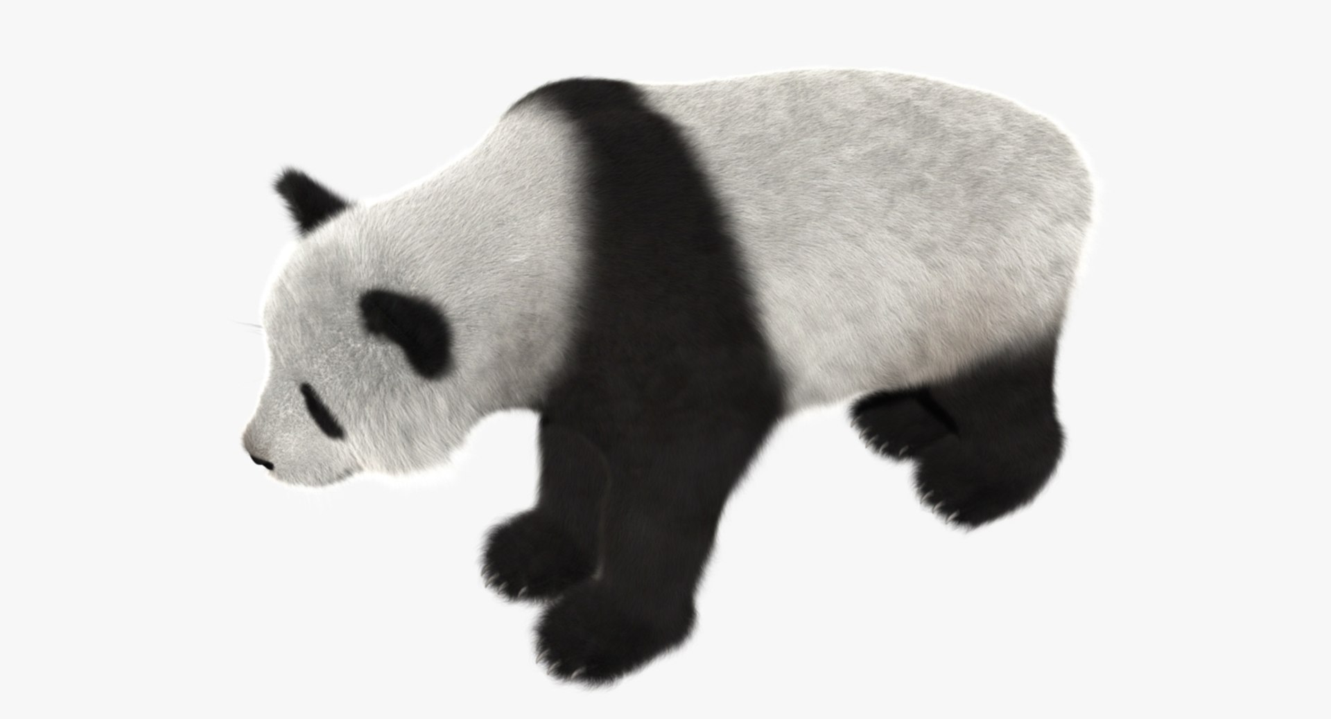 Giant Panda Animation 3d Model