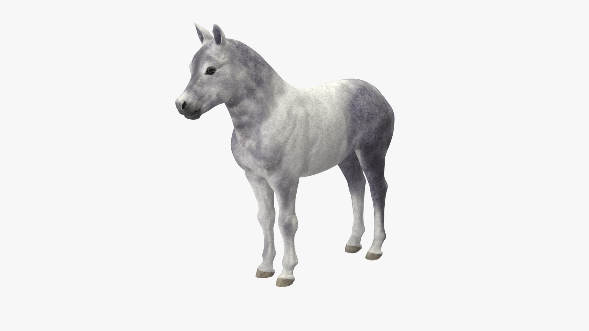 3D Shetland Pony White - TurboSquid 2240521