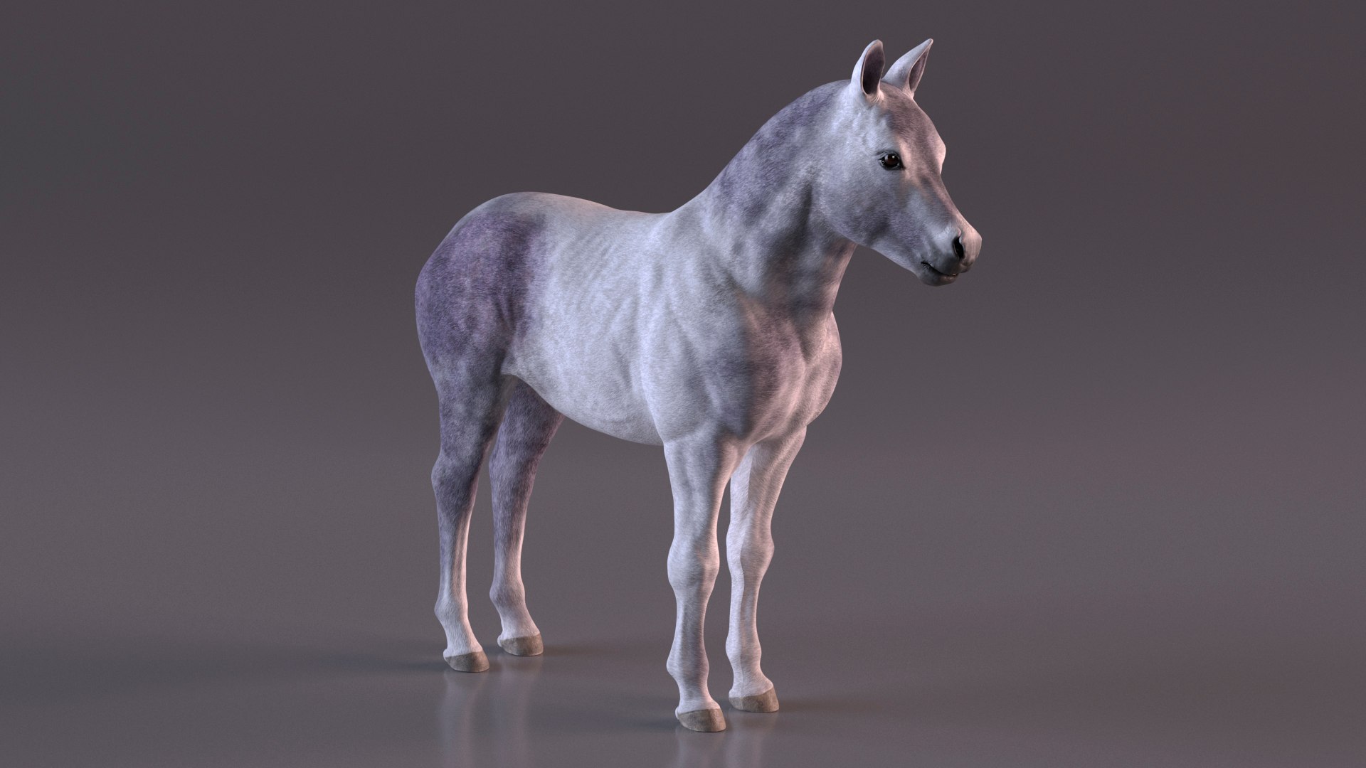 3D Shetland Pony White - TurboSquid 2240521