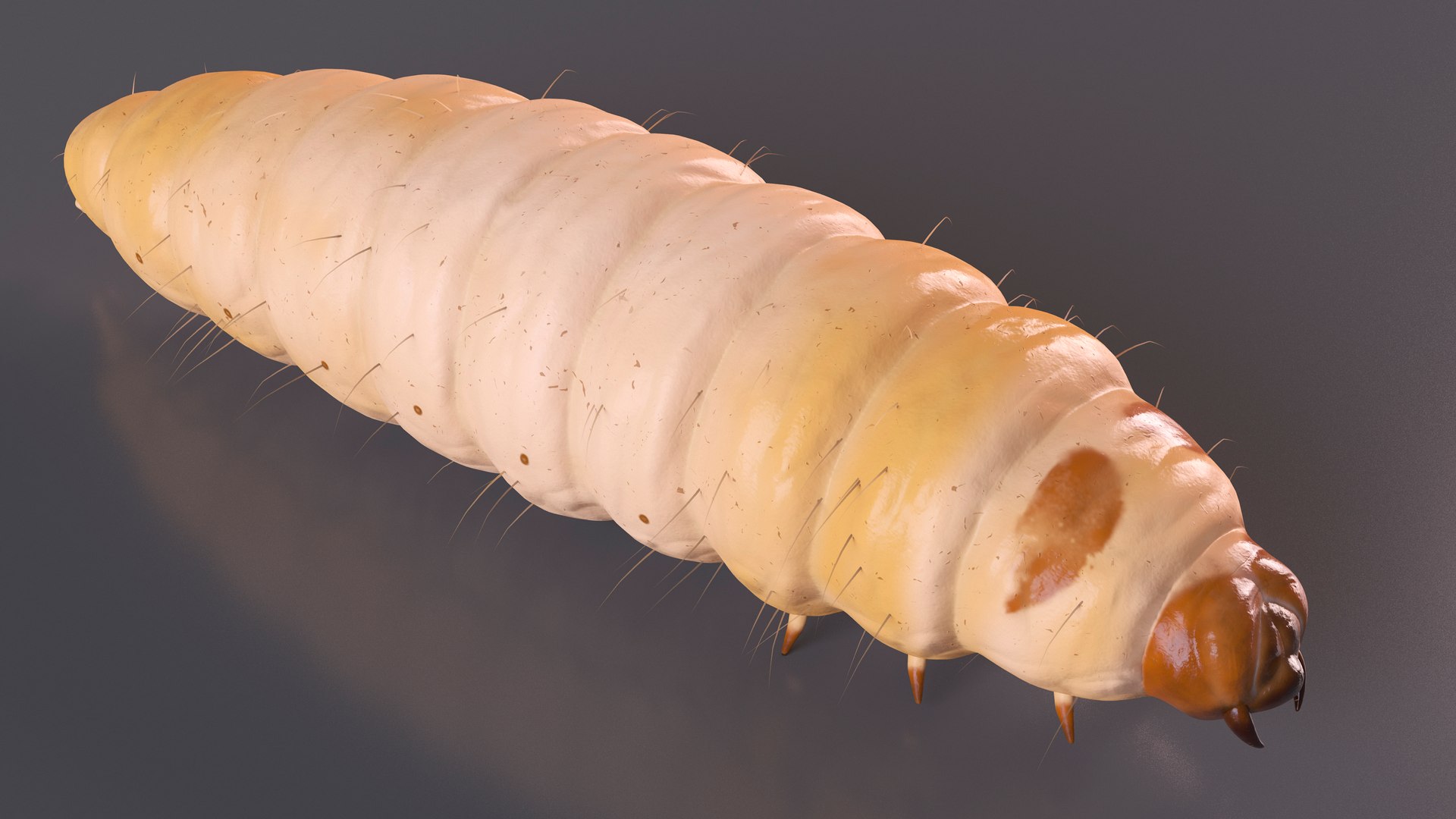 Maggot Fly Fur Model - TurboSquid 2165089
