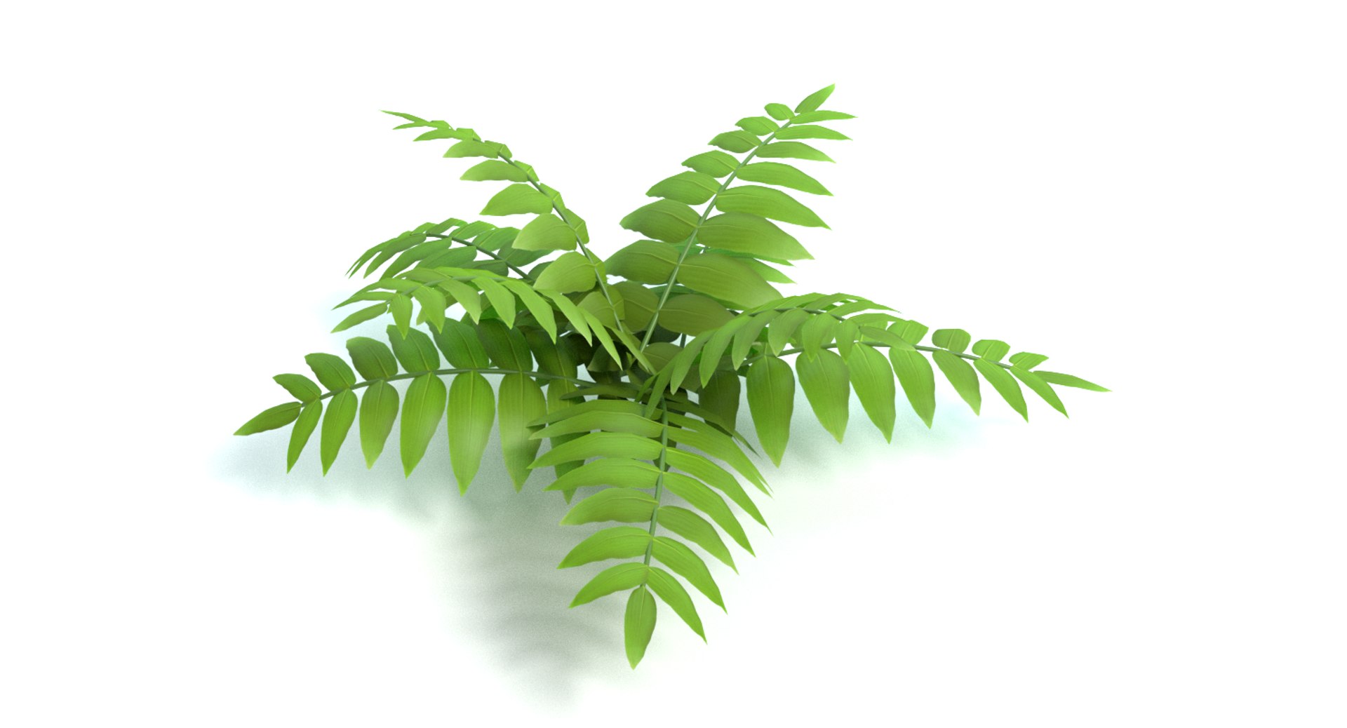 3d Cartoon Fern Model
