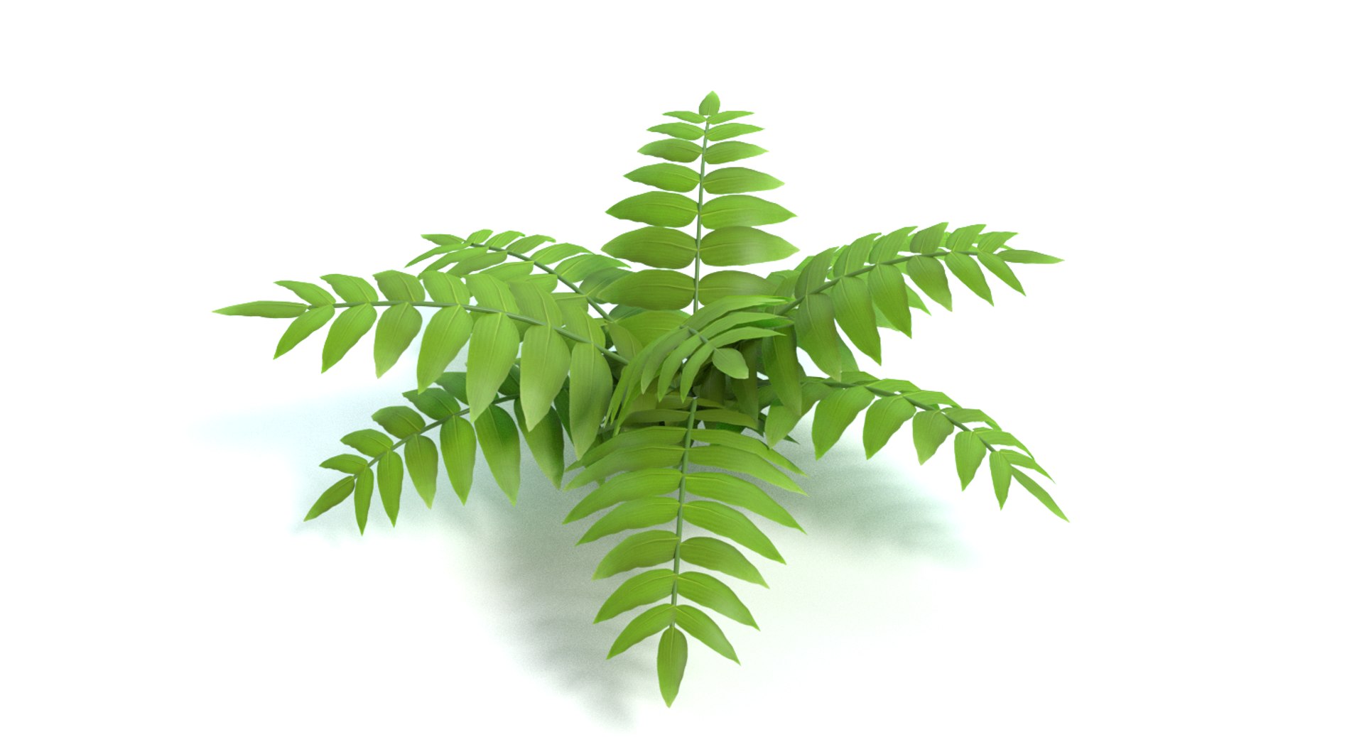 3d Cartoon Fern Model