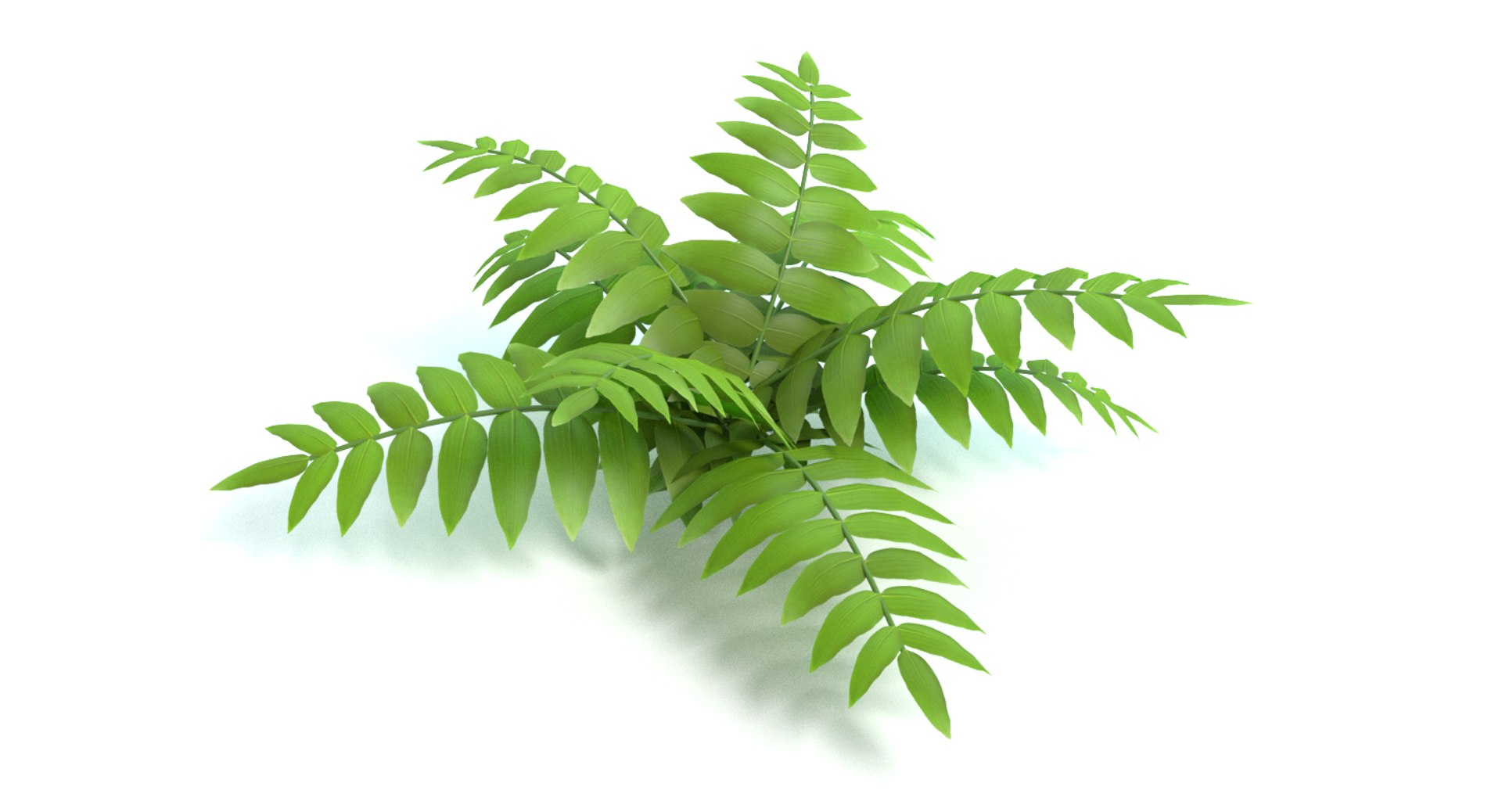 3d Cartoon Fern Model