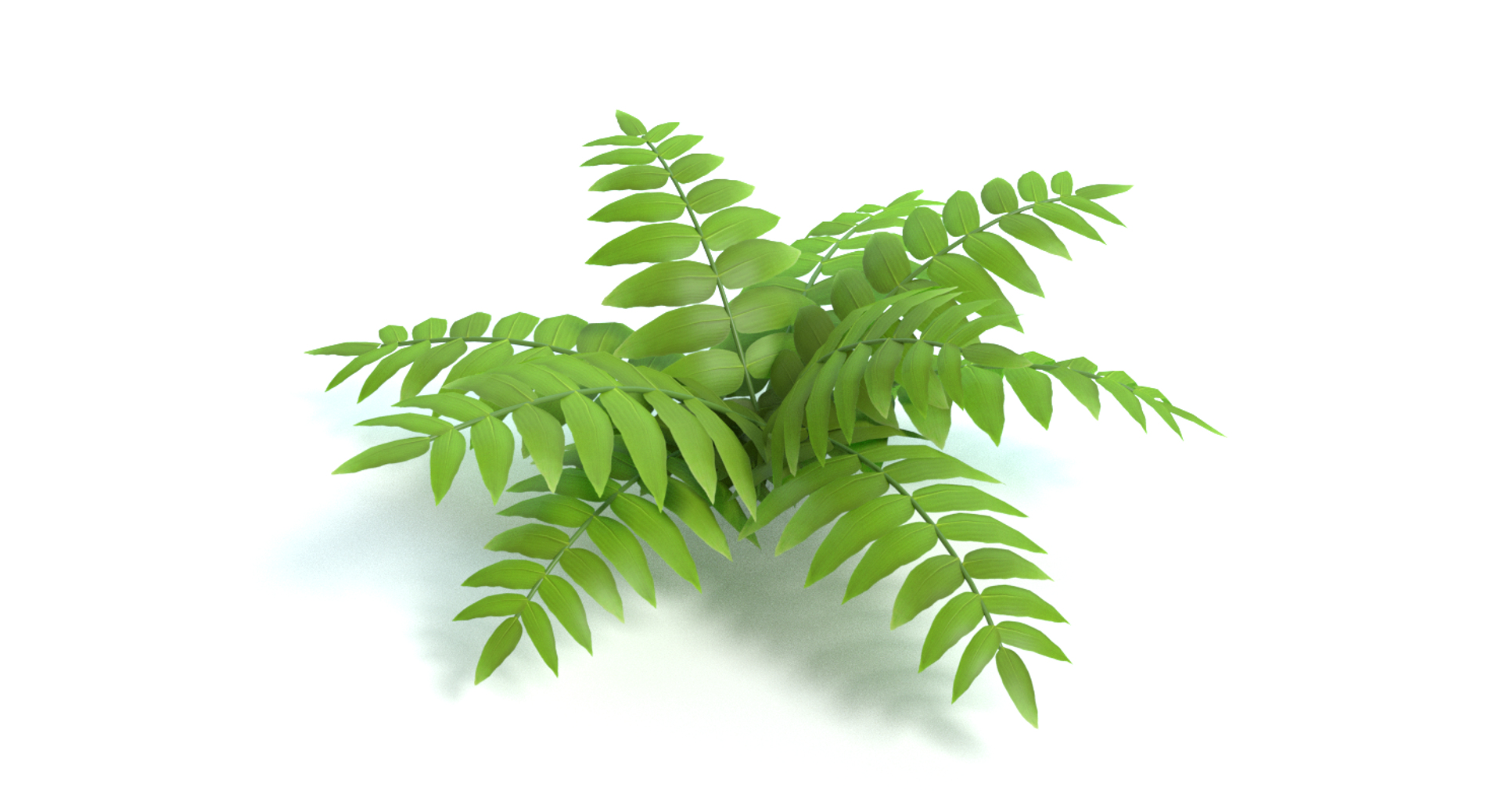 3d Cartoon Fern Model