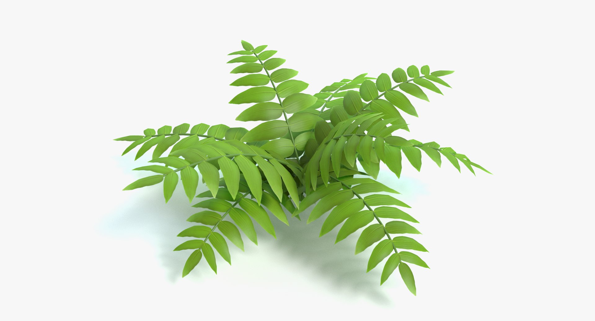 3d Cartoon Fern Model