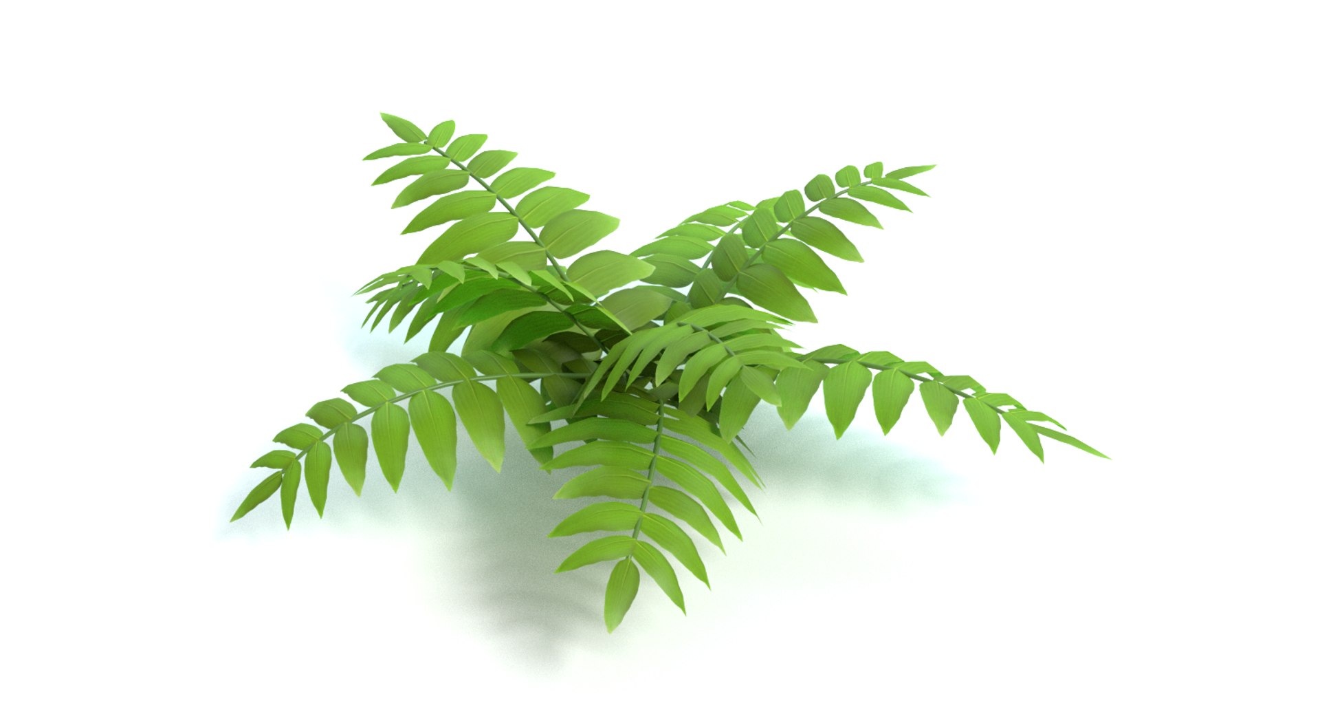 3d Cartoon Fern Model