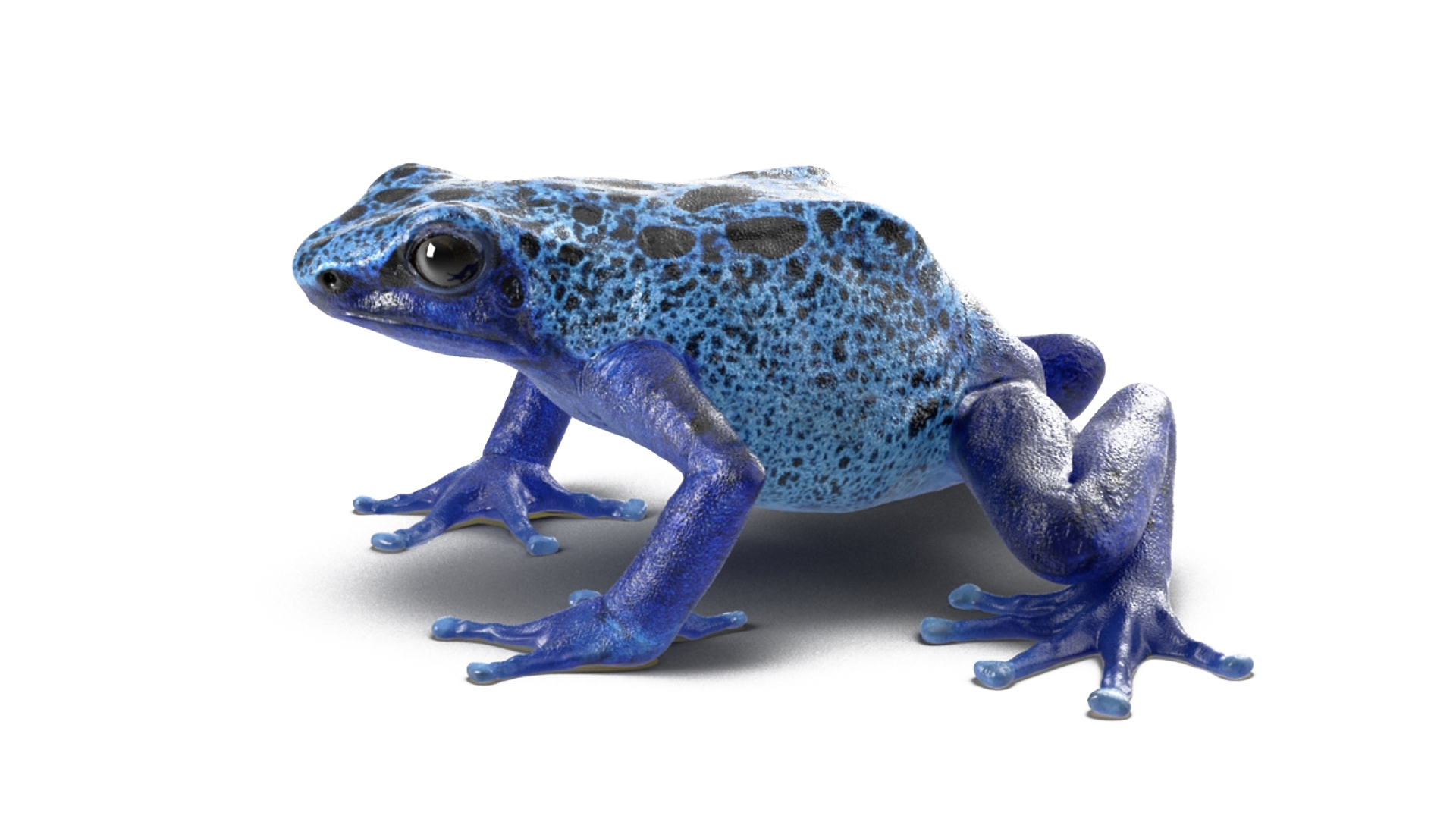 Realistic Poison Dart Frog Rigged For Maya 3D Model - TurboSquid 2342400