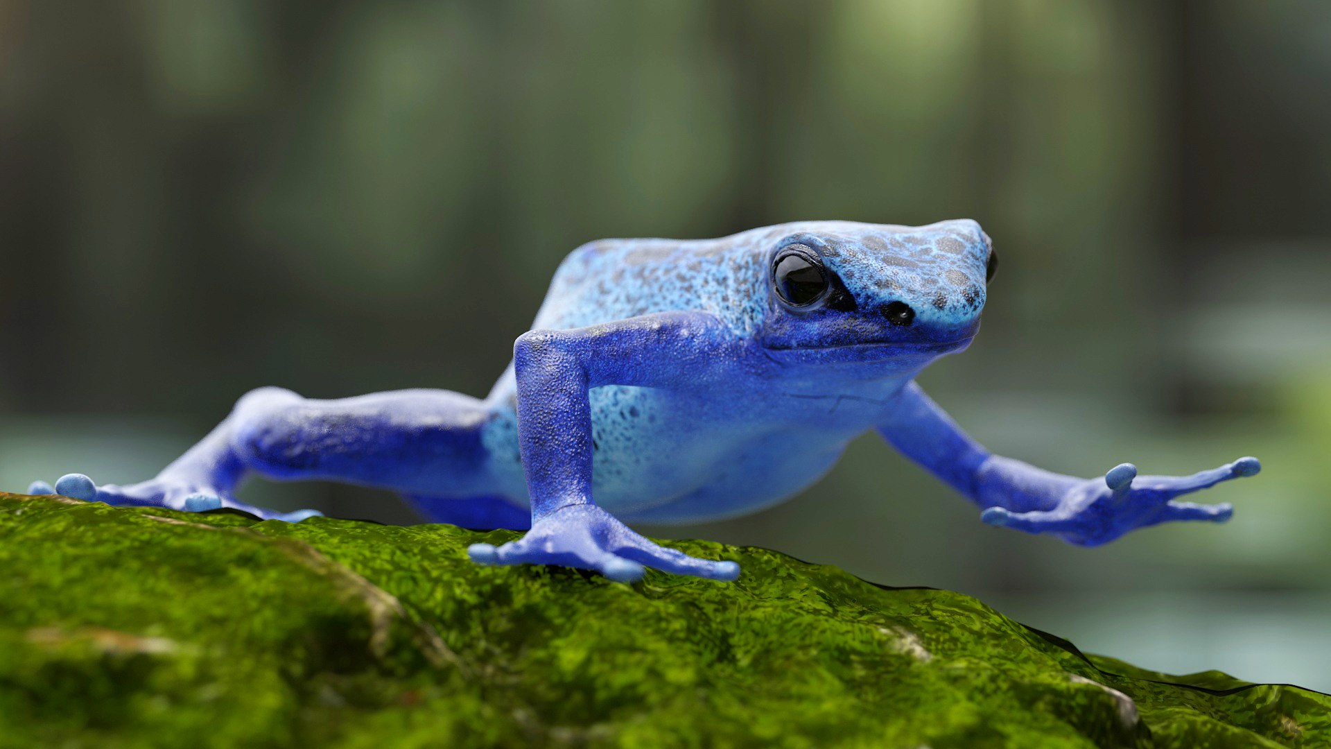 Realistic Poison Dart Frog Rigged For Maya 3D Model - TurboSquid 2342400