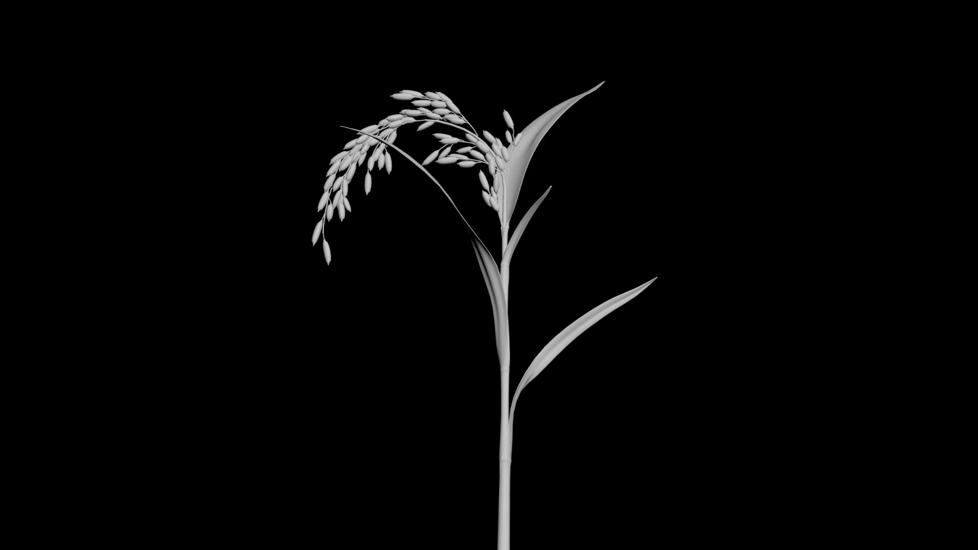 3D Oryza Rice - TurboSquid 1695253