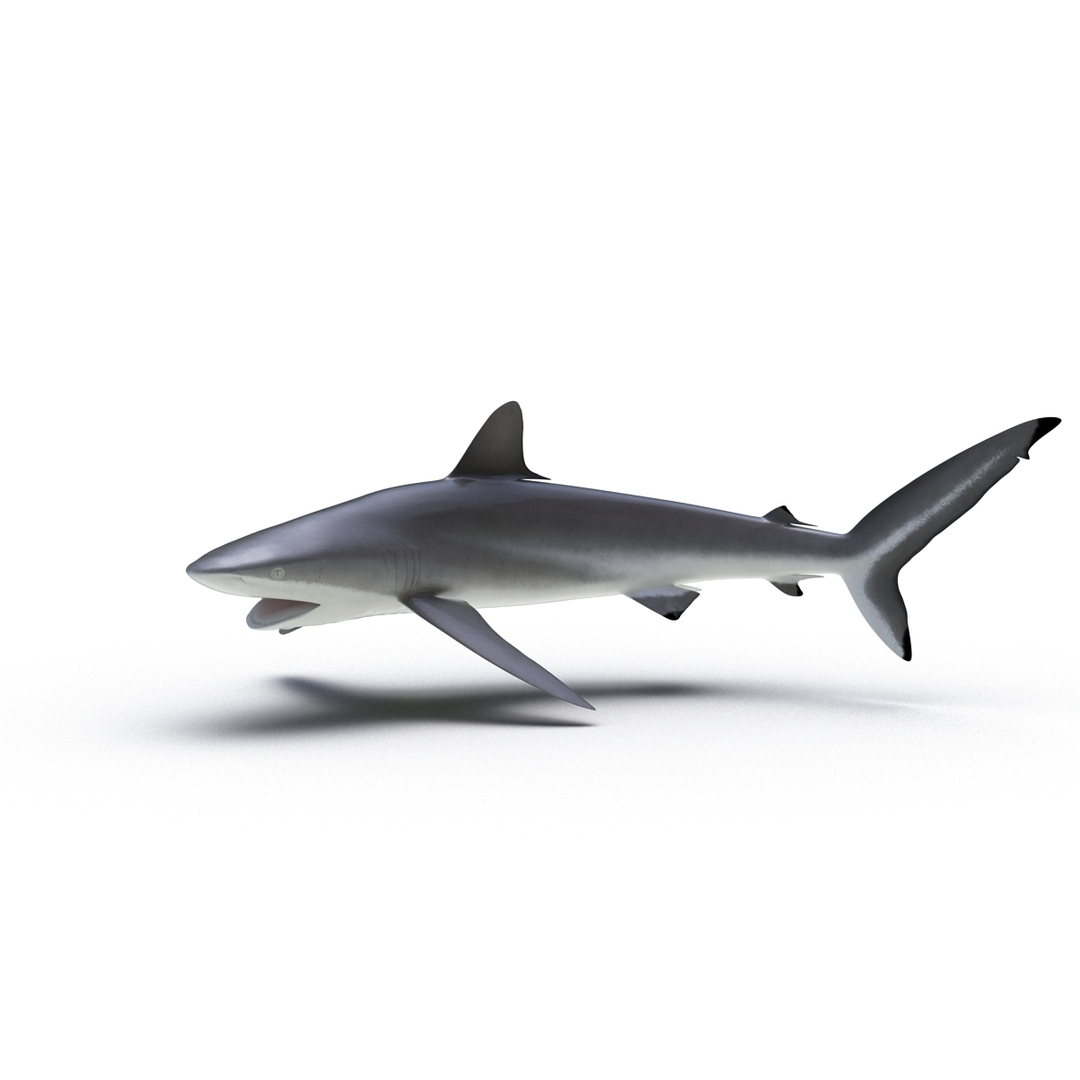Silky Shark Pose 2 3d 3ds