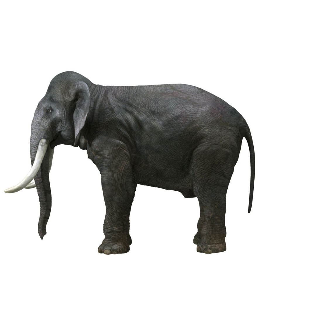3d Obj Elephant 2