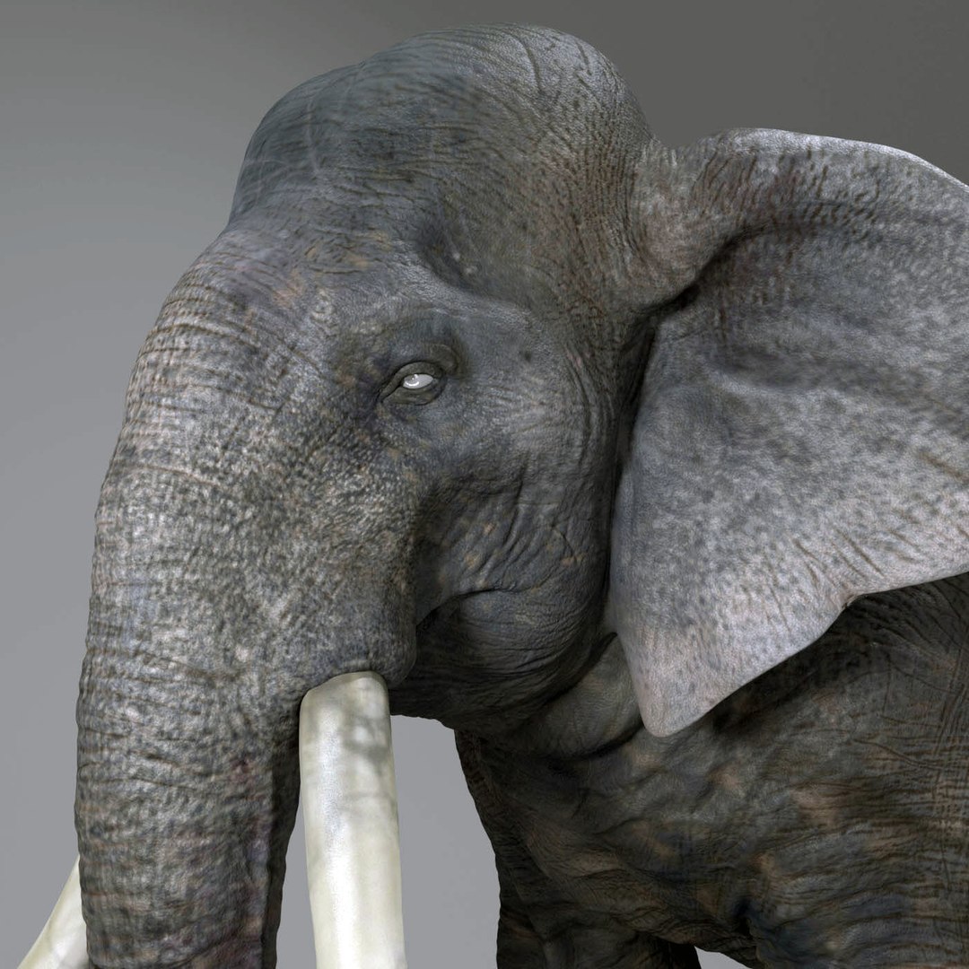 3d Obj Elephant 2