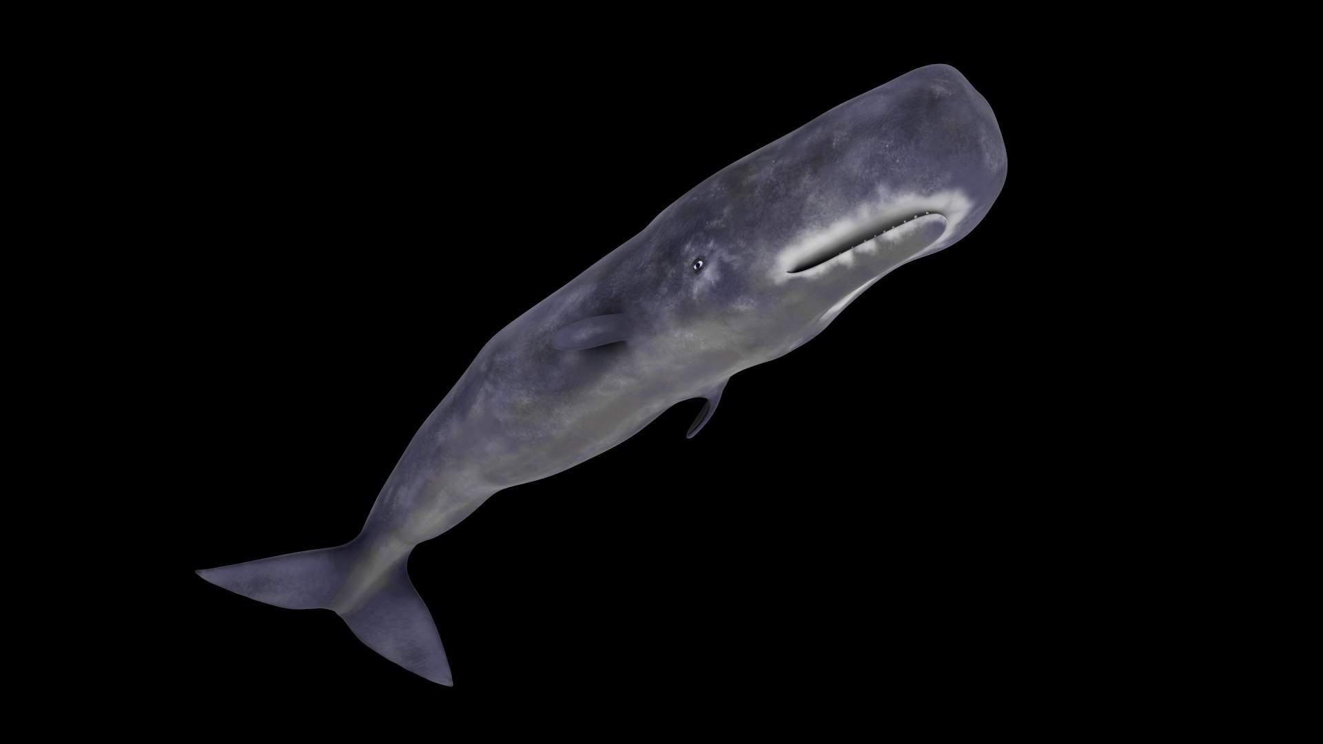 3D Spermwhale - TurboSquid 2490873